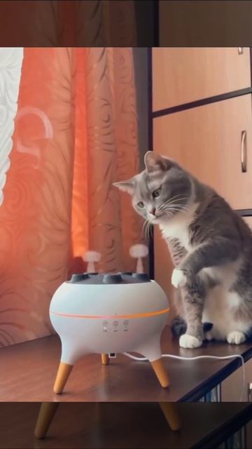 Ловец воздуха 😺