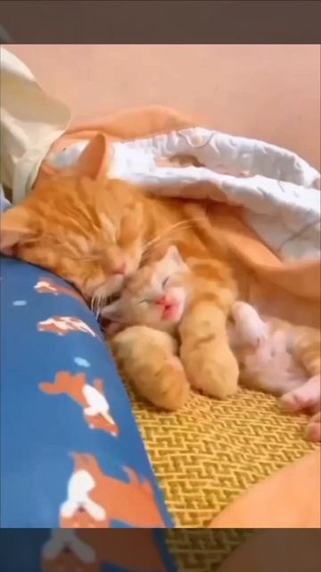 Не бойся, это просто плохой сон! 😽 ...👇