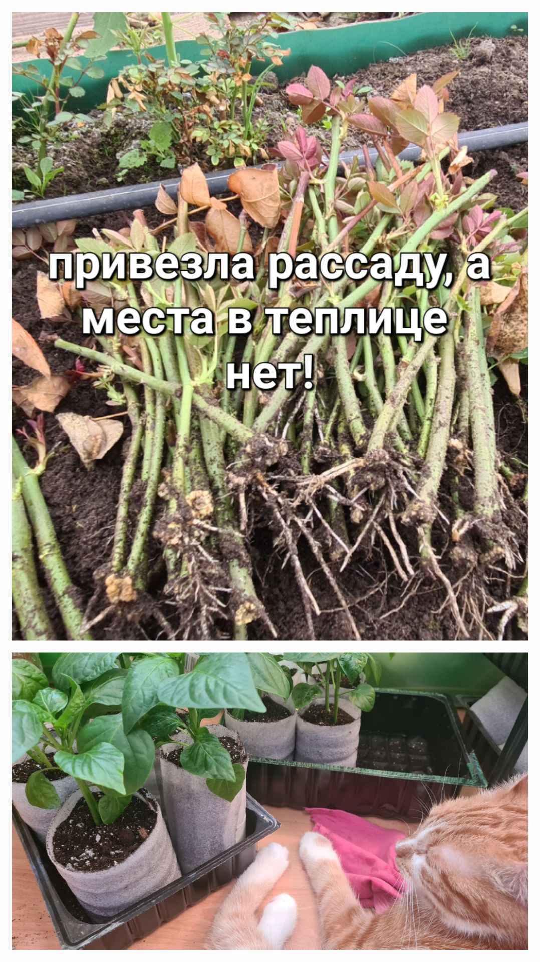 03-05-2026Привезла рассаду, а места в теплице нет!