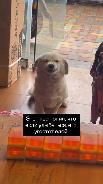 Собака улыбака 🐱