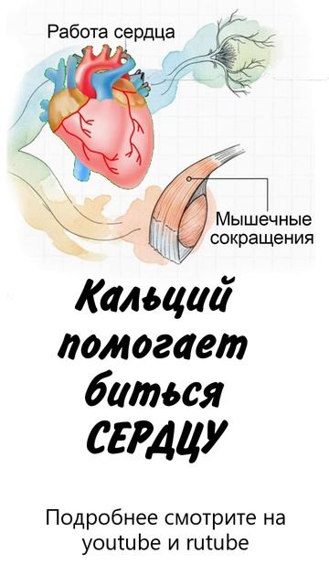 Кальций помогает биться сердцу