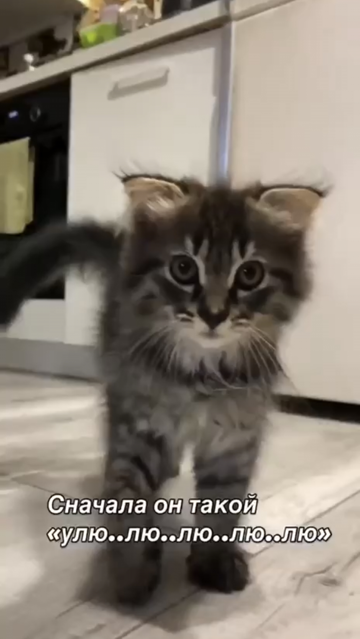 Сначала он такой..😺