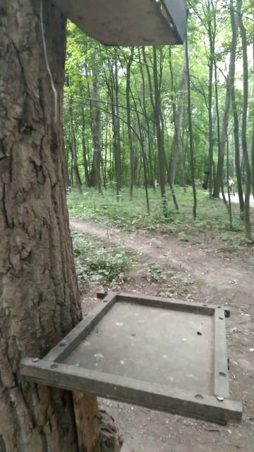 27072022 белка и домик