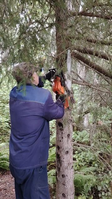 Sawing branches ©20250710