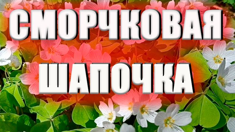 Грибы сморчковая шапочка