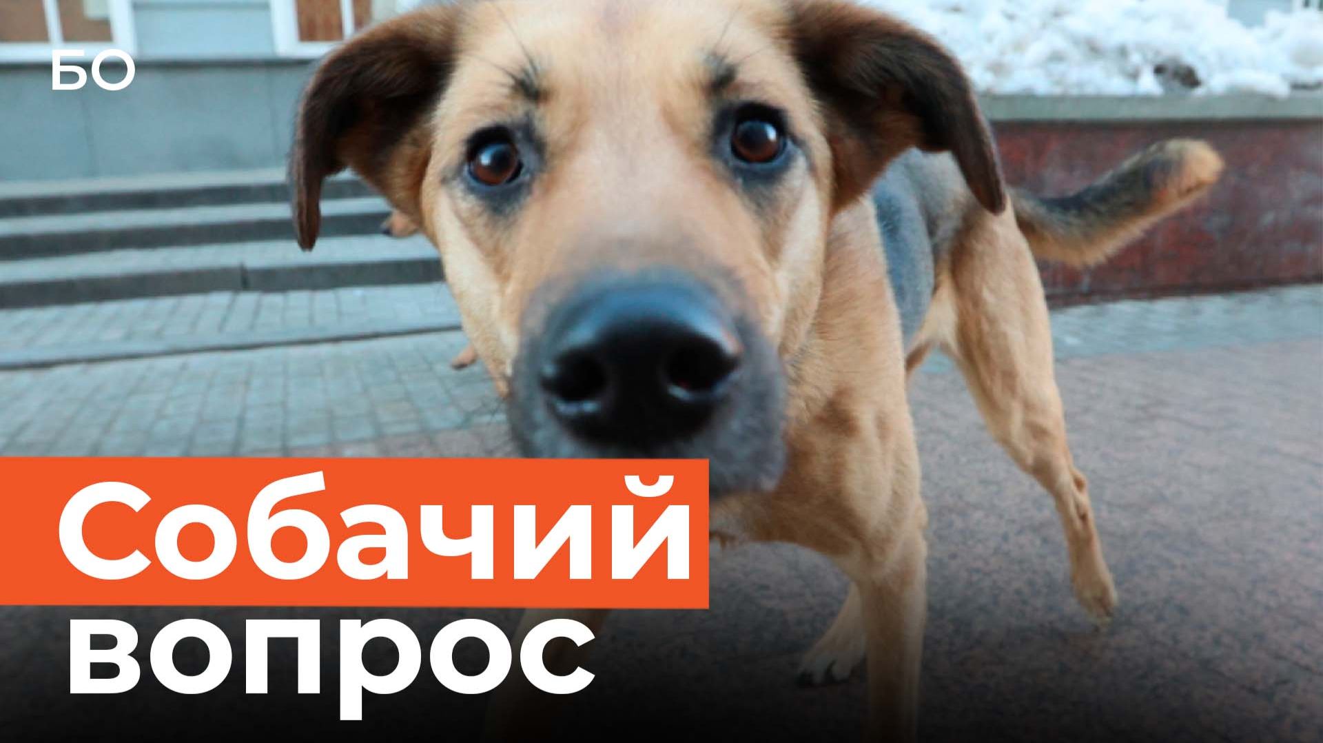 В Казани стало «меньше агрессии» от собак. Как власти города решают проблему безнадзорных животных
