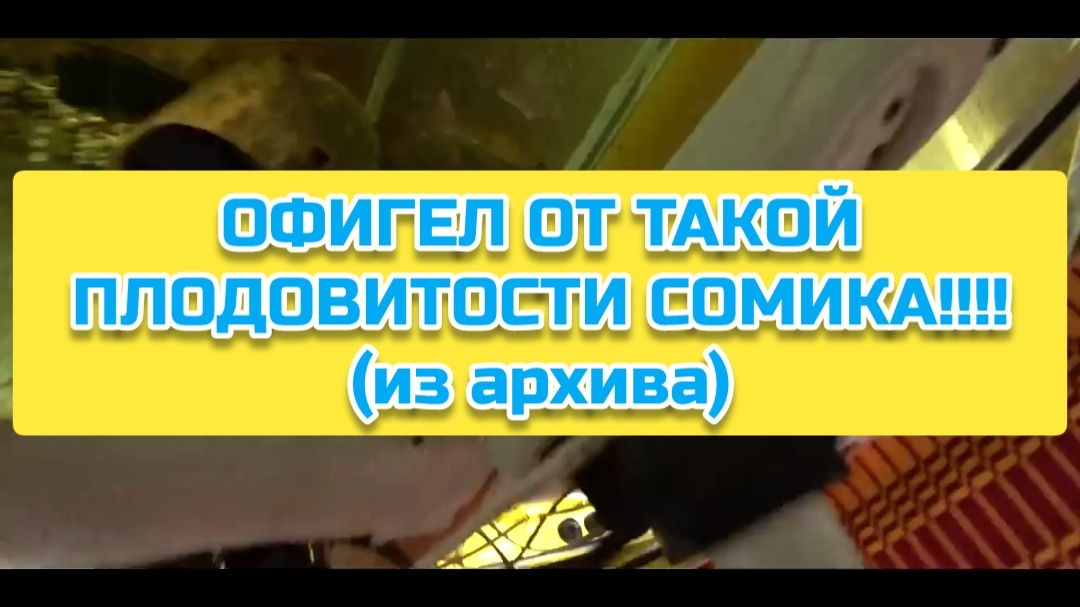ОФИГЕЛ ОТ ТАКОЙ ПЛОДОВИТОСТИ СОМИКА!!!! (из архива)