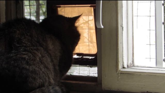 НЕКОТОРЫЕ ПТИЧКИ ХОДЯТ ПО ОЧЕНЬ ТОНКОМУ ЛЬДУ