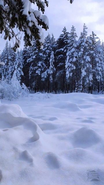 Снежный день