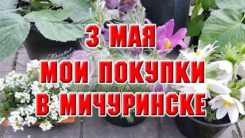 3 мая. Что я купила в г. Мичуринск