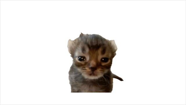 котяры фантазия серия 13 мультфильм для детей
