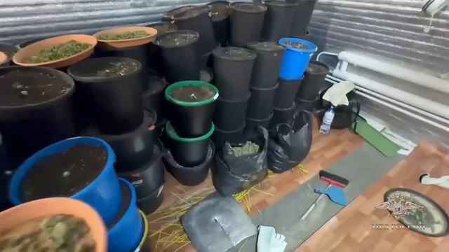 Ирина Волк: В Москве сотрудники МВД России пресекли попытку сбыта крупной партии марихуаны