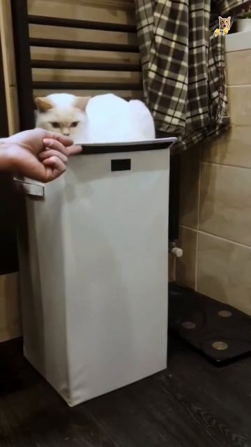 Шмяк в коробку.😻Веселые котики. Коты хулиганы! Невероятные трюки! #кот #хулиган #трюк #смех #short