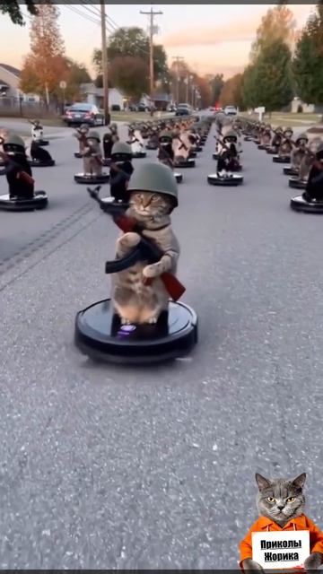 Кошачья армия