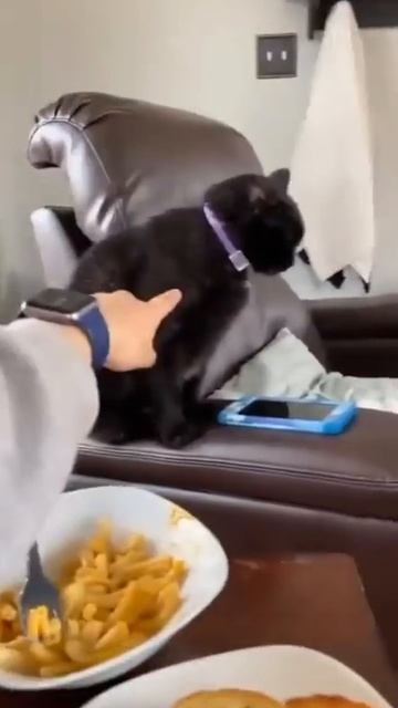 Котэ обиделось 😿