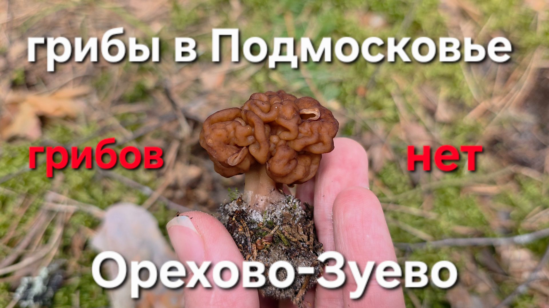 Грибы 2026. Орехово-Зуево
