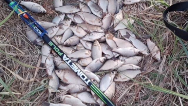 Сегодня порыбачил после работы на любимом водоеме🎣 Наживка опарыш. Прикормка Стерля (Чеснок).