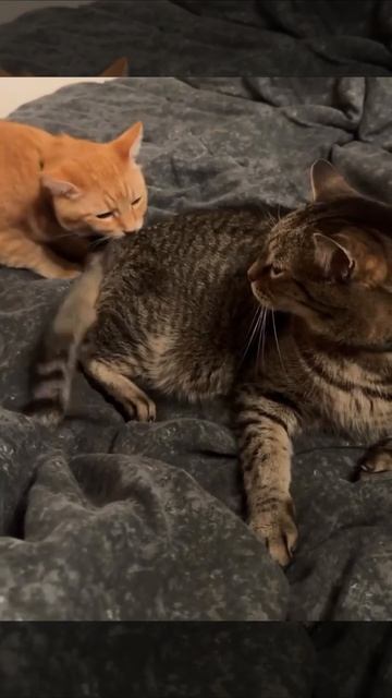 Котский кусь 😼