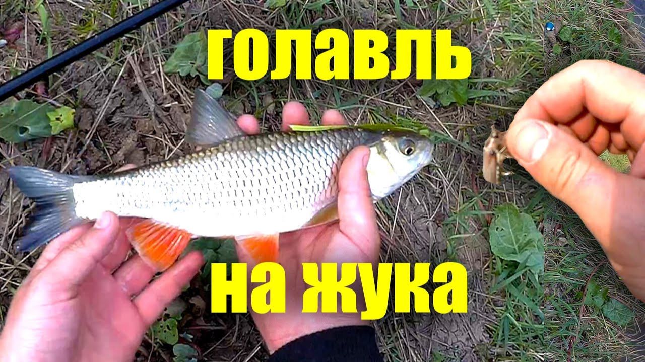 ОТЛИЧНАЯ РЫБАЛКА НА МАЙСКОГО ЖУКА в проводку на малой реке! 28 мая
