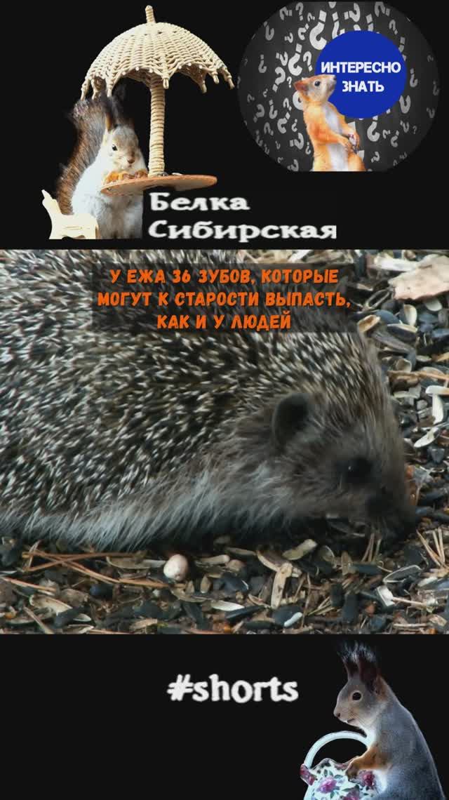 Удивительный еж под кормушкой