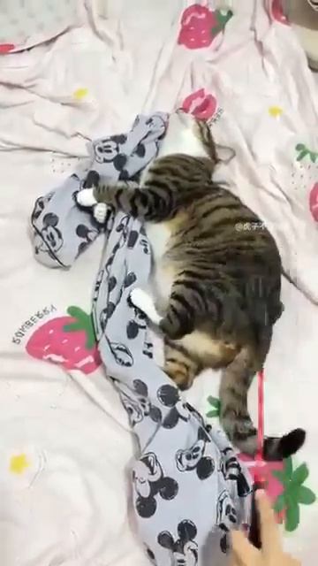 Как завести кота 😹