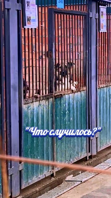 "Разговор с Пчёлкой" ❥ Приют в Малинках