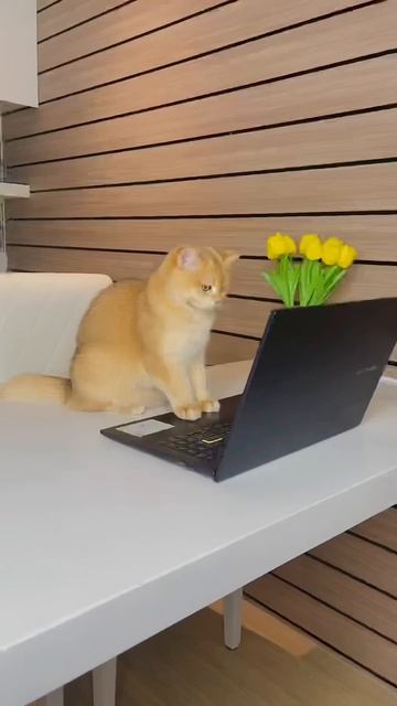 Моя кошка купила кошачий телевизор #кошка #кошки