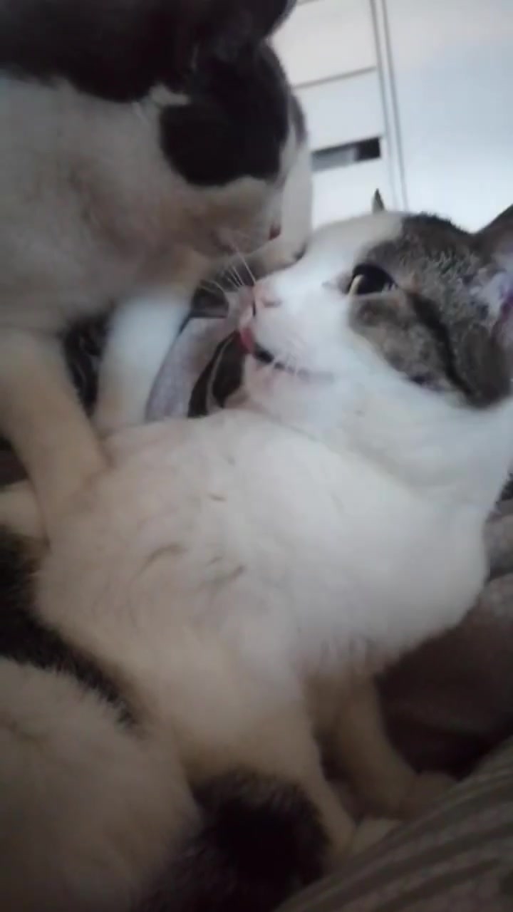 Любовь, зла!😻😁 Смешные животные. 04-05-2026