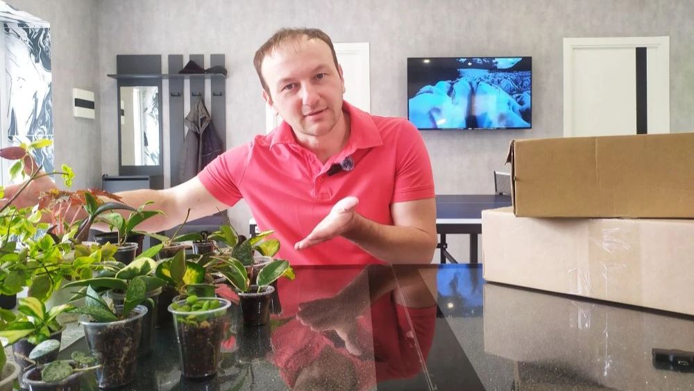 Обзор новых растений: хойи, дисхидии и новинки с ярмарки