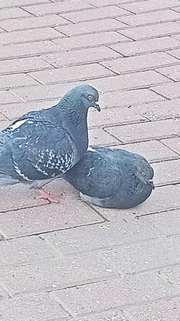 брачный период у голубей