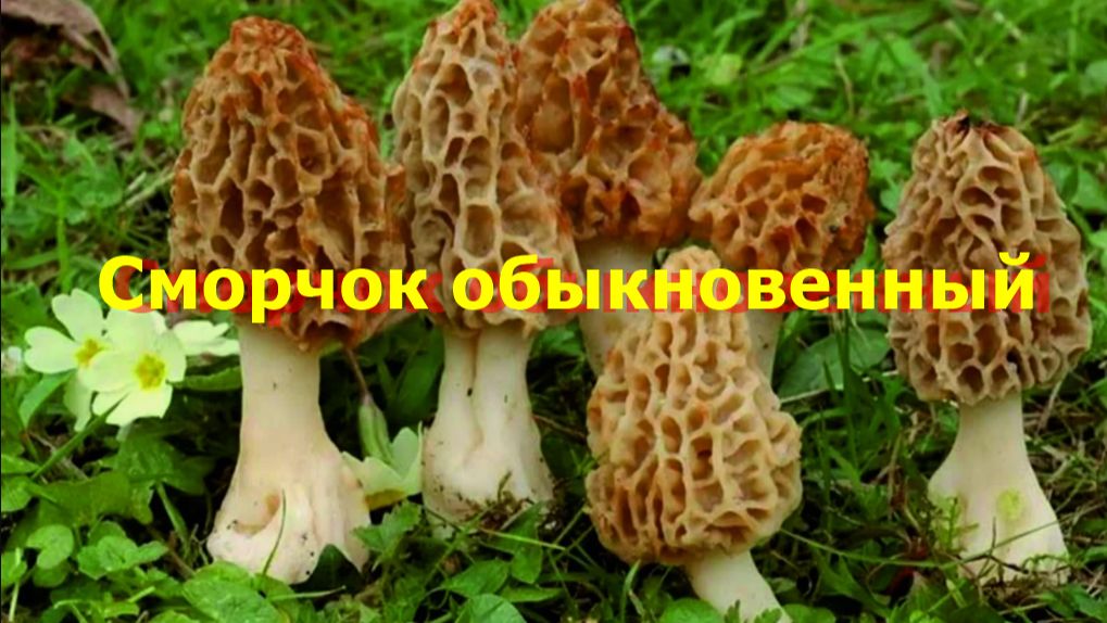 ✔Сморчков🍄 - немеряно❗✔