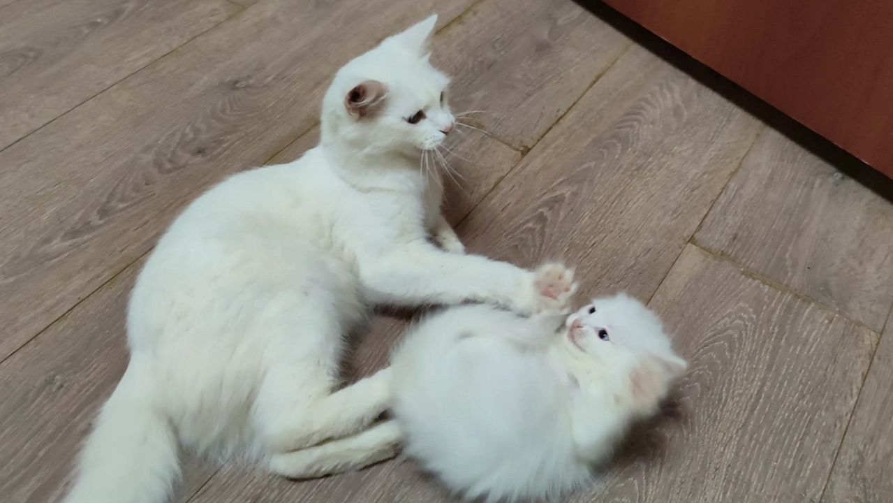 Мама-кошка зовет своего котенка поиграть. Кошка-мать и котенок Микки.