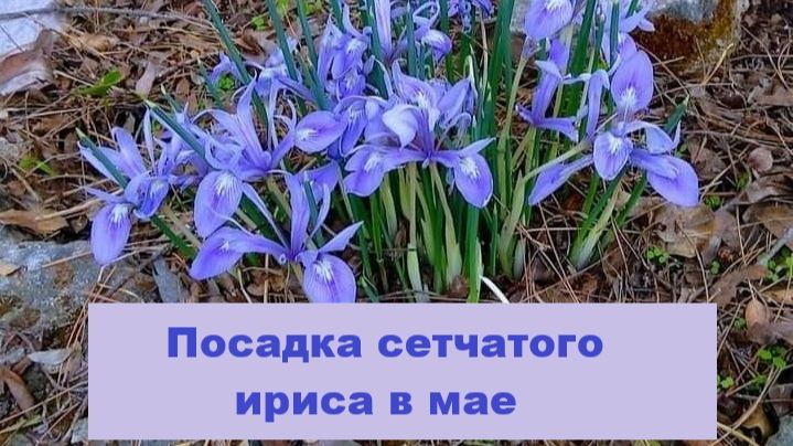 Посадила прекрасный СЕТЧАТЫЙ ИРИС, но не в нужное время!