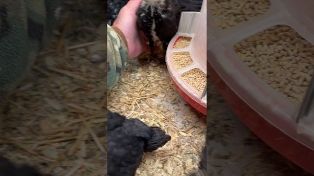 Маранчики и компания