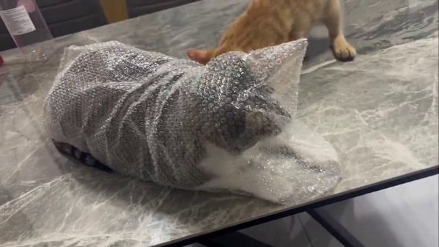 Новый кот с алишки