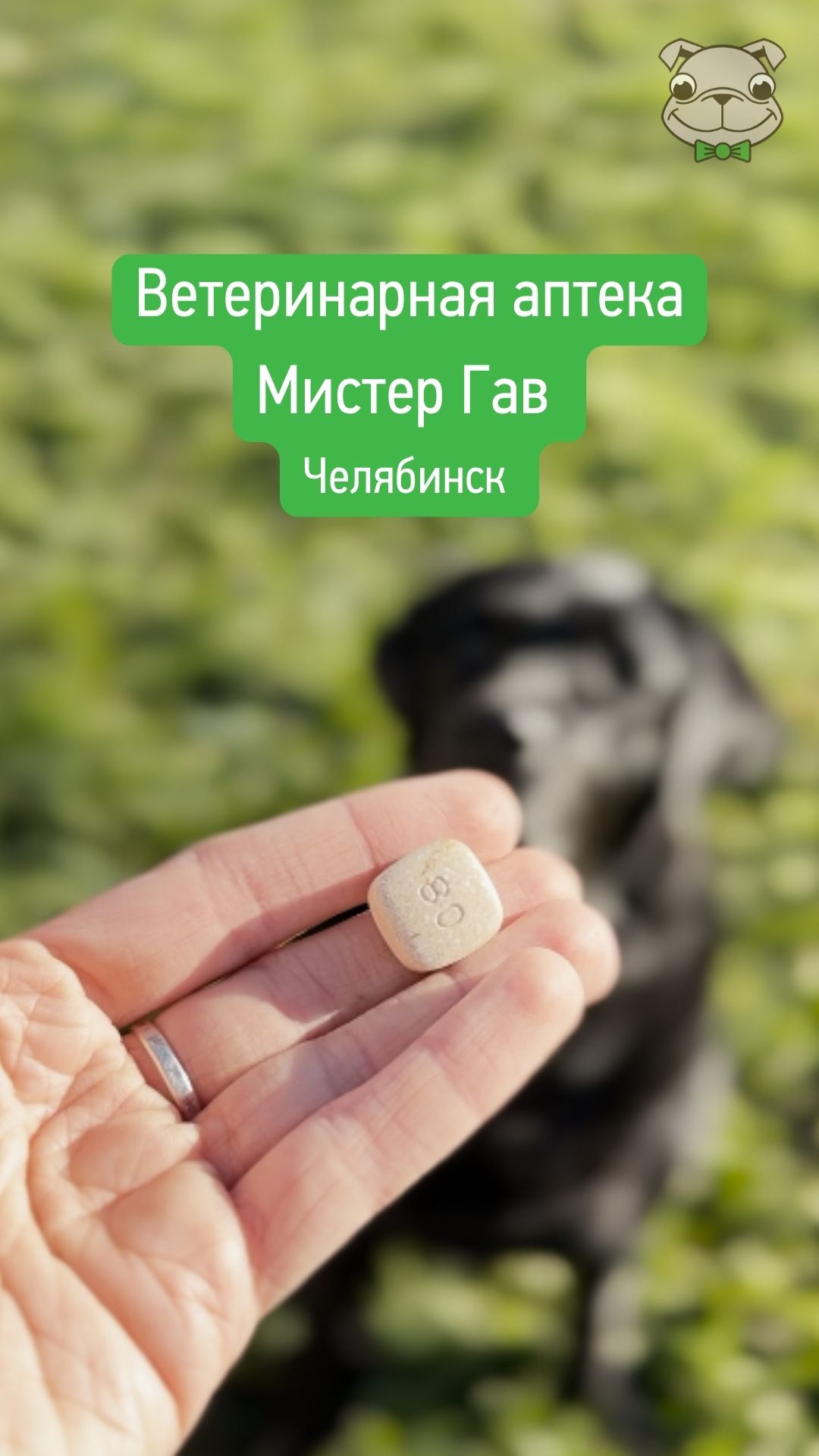 Ветеринарная аптека  | Средства от клещей и глистов для собак  — Мистер Гав, Челябинск