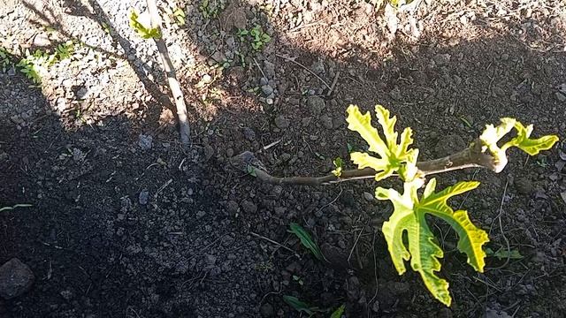 Инжир в Саратовской области