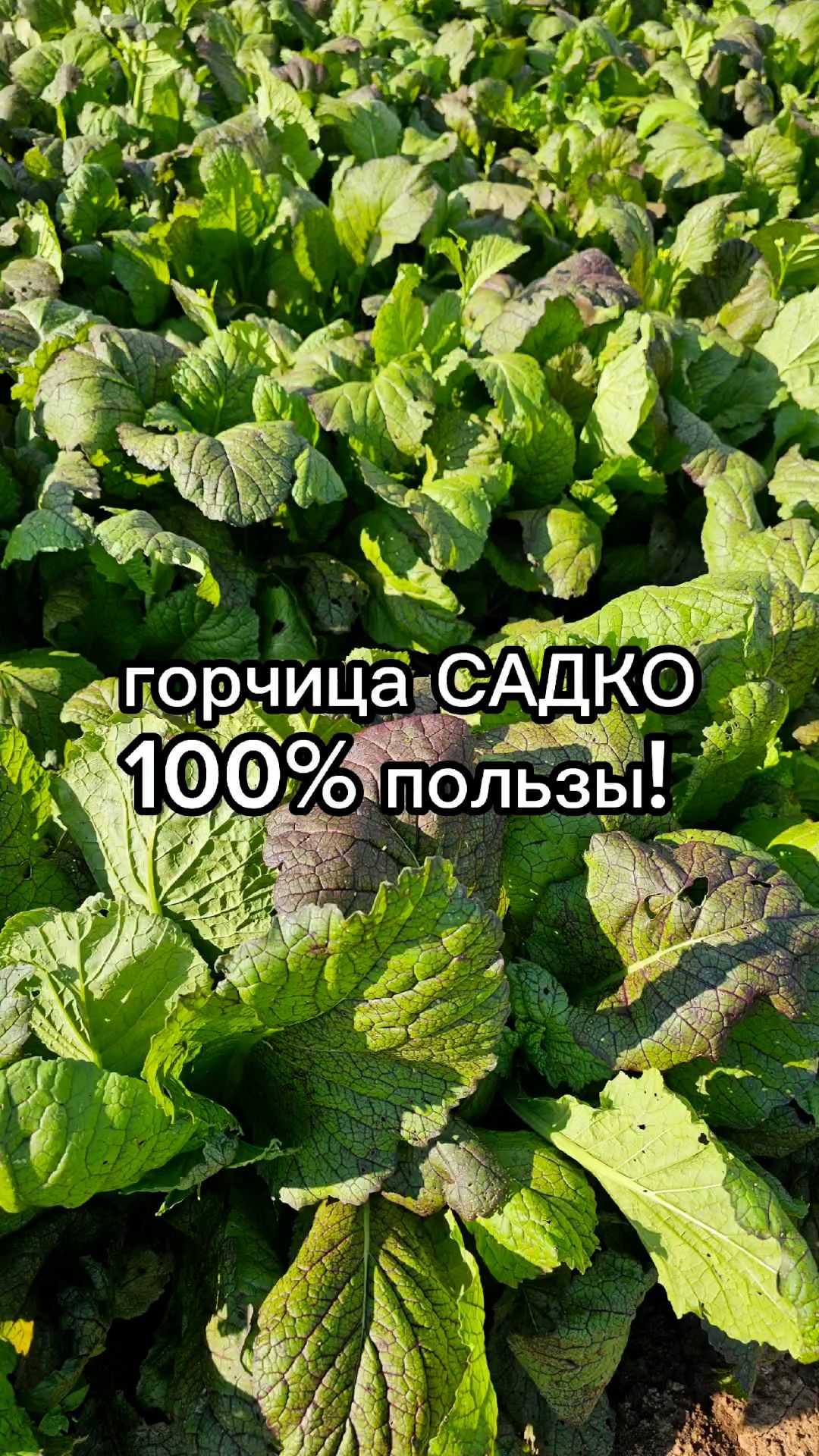 Эту салатную горчицу ОЧЕНЬ ЛЕГКО ВЫРАСТИТЬ!