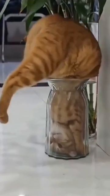 А я в домике