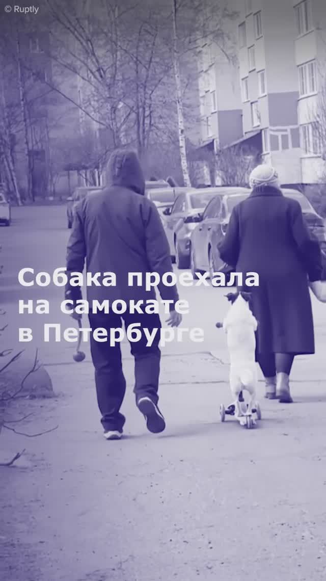 Собака проехала на самокате в Петербурге