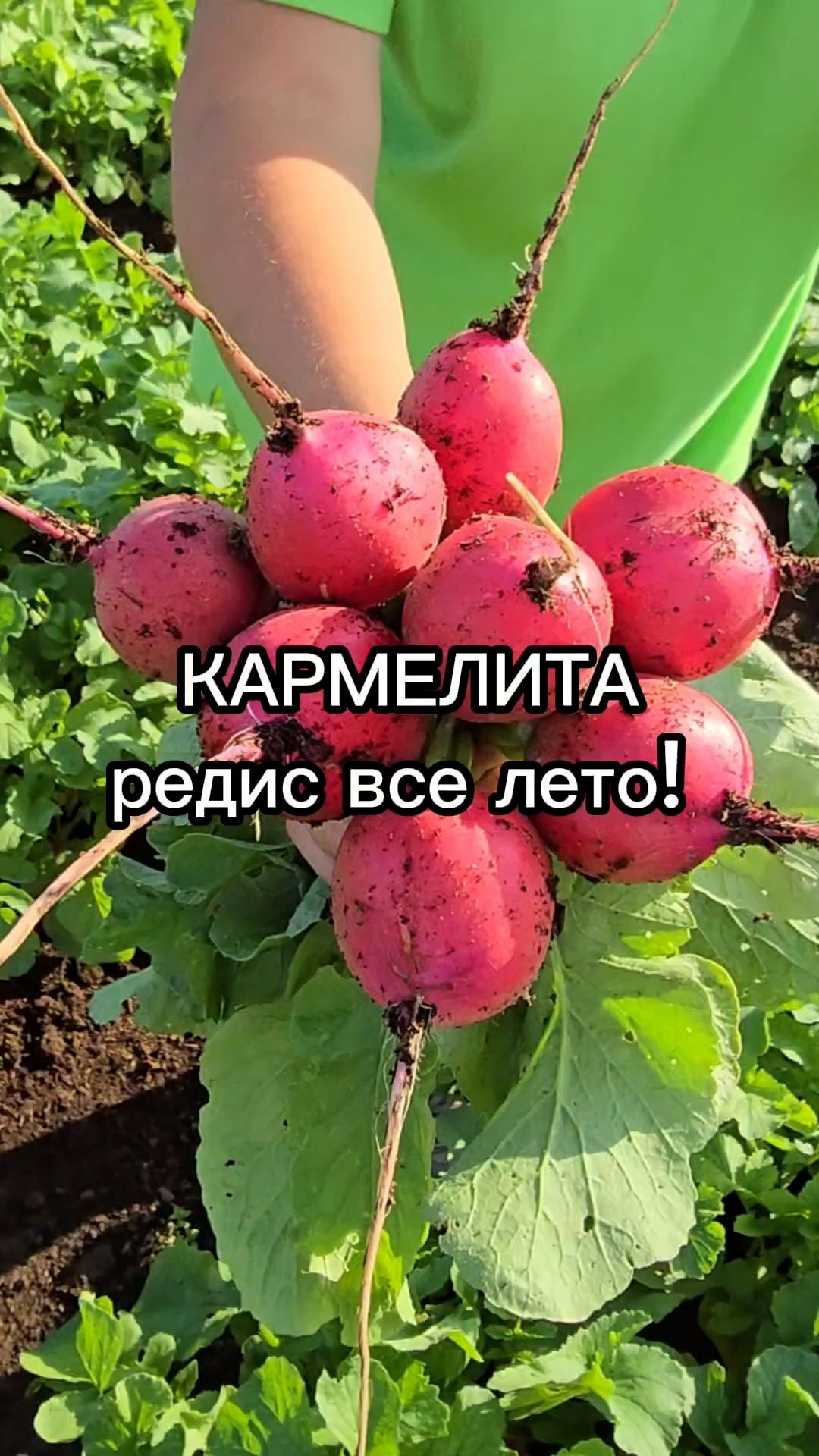 Идеальный редис для начинающих дачников!