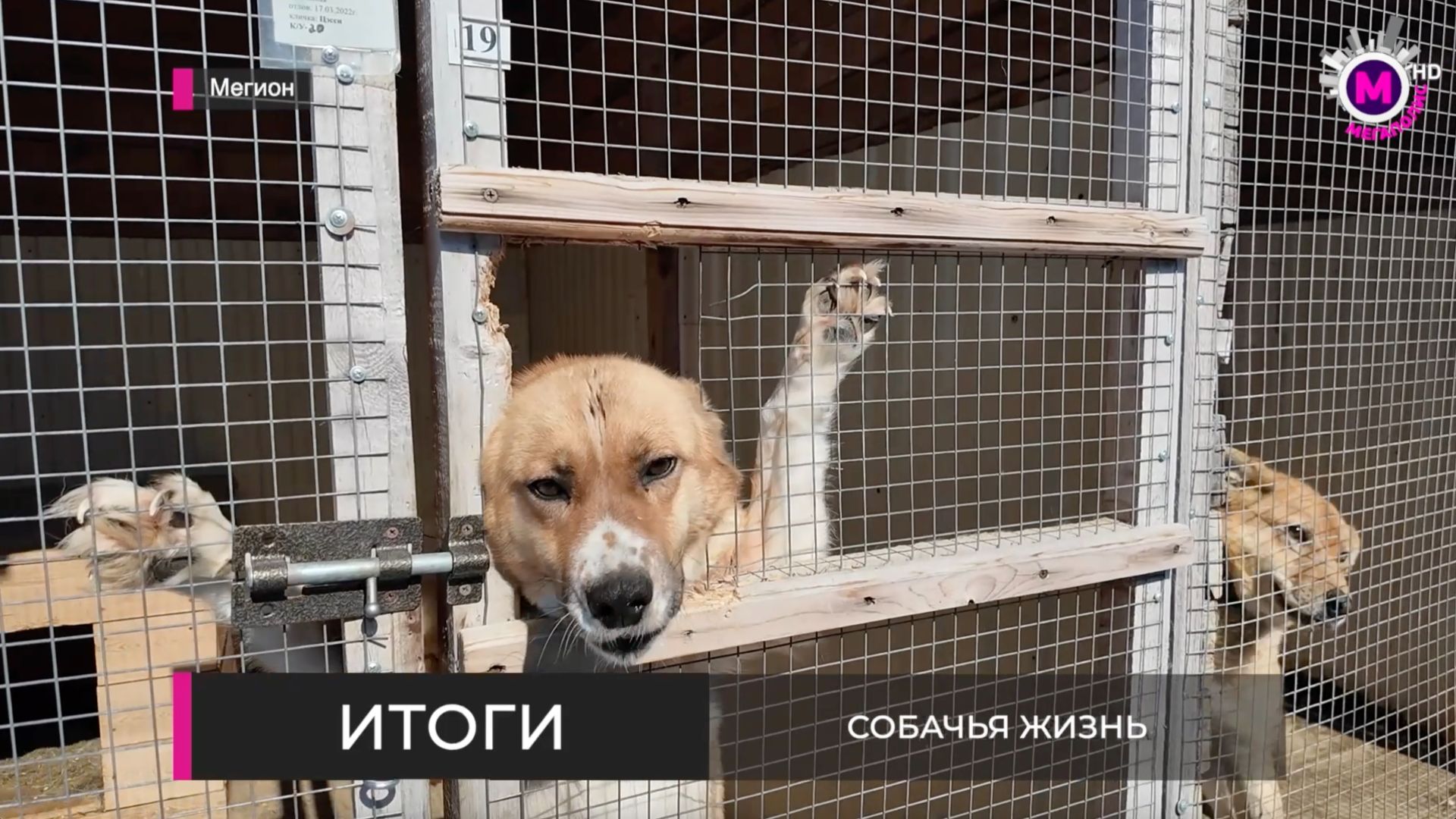 Собачья жизнь - Мегион