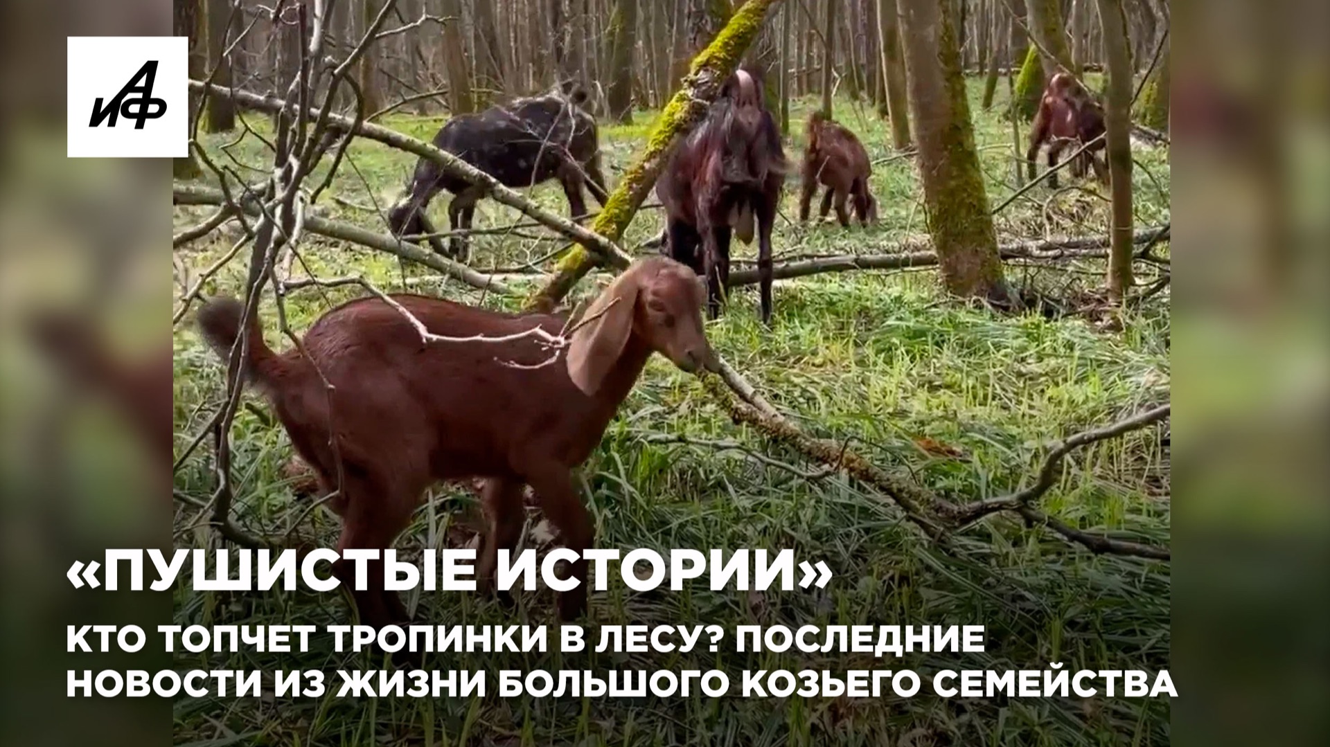 Пушистые истории 7 серия. Кто топчет тропинки в лесу? Последние новости из жизни большого семейства