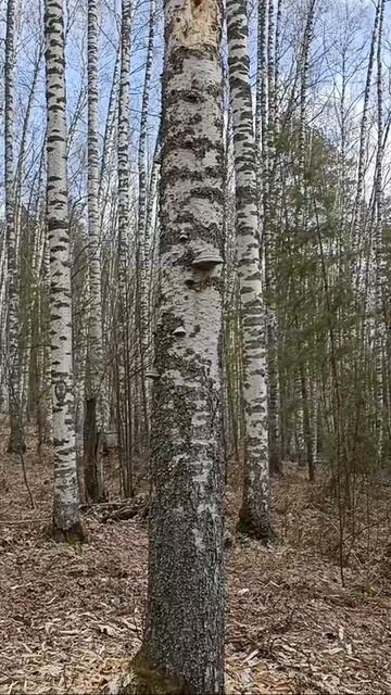 Среди берез в лесу.