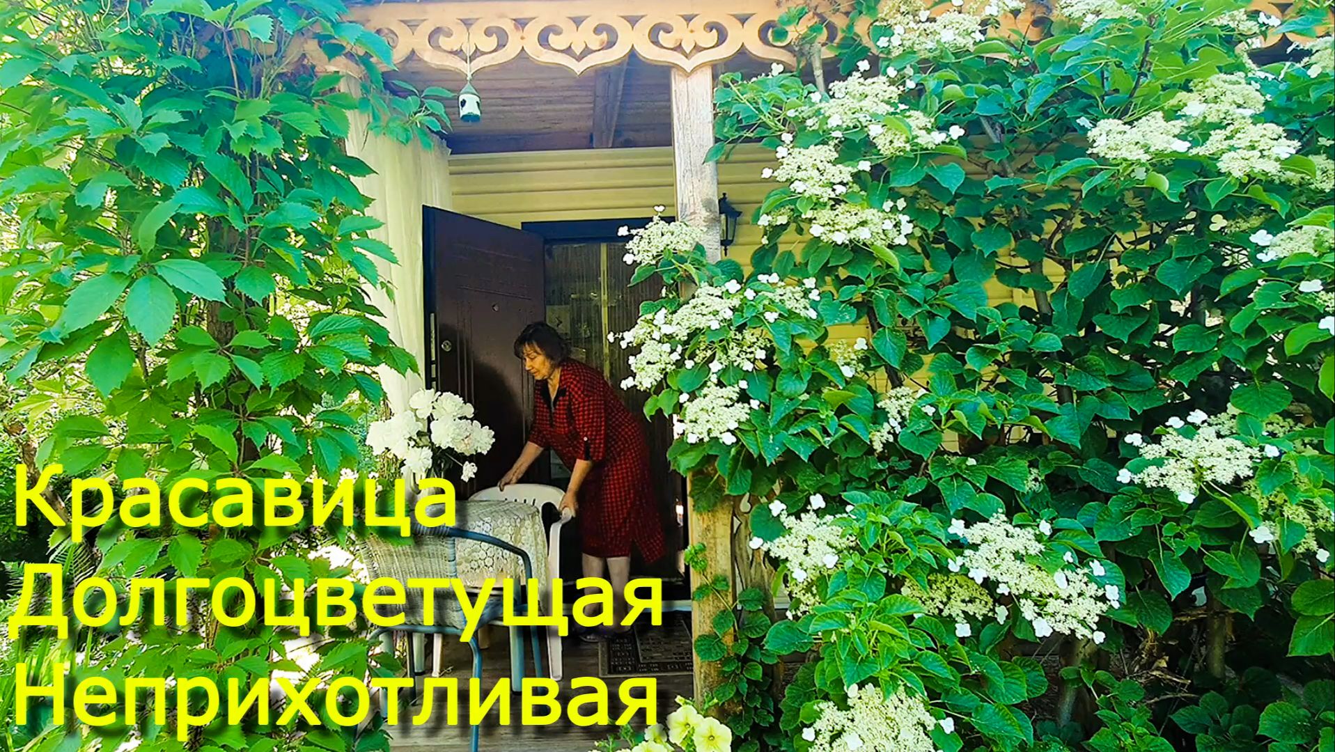 Топ1. ГОРТЕНЗИЯ черешковая. Генералка на террасе. Новая песня о даче