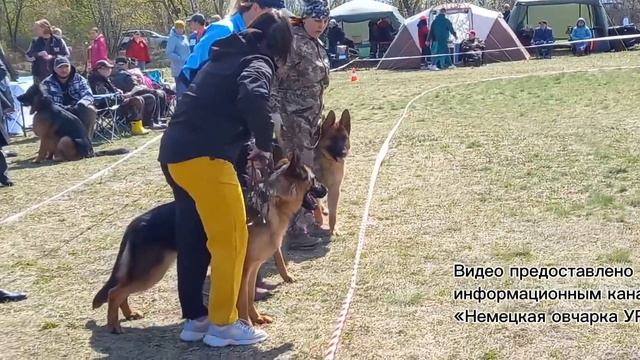 ПОДРОСТКИ СУКИ / КЧК ЧЕЛЯБИНСК 2 мая`26 И.Герлеман Моно немецких овчарок