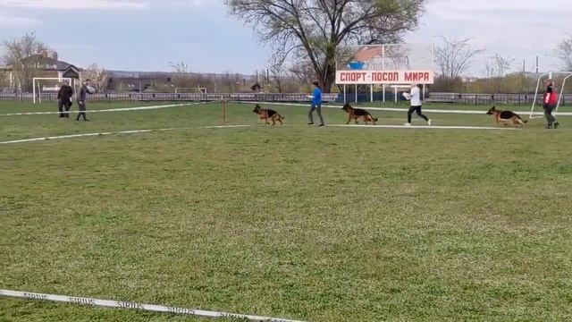 РАБОЧИЙ СУКИ / КЧК ЛУГАНСК 18 апреля`26 Л.Косашвили Моно немецких овчарок