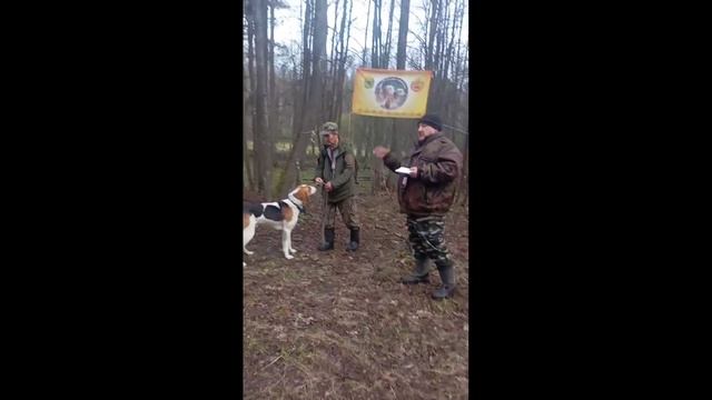 Чувашские республиканские весенние открытые состязания гончих по зайцу беляку.(24-26 апреля 2026 )