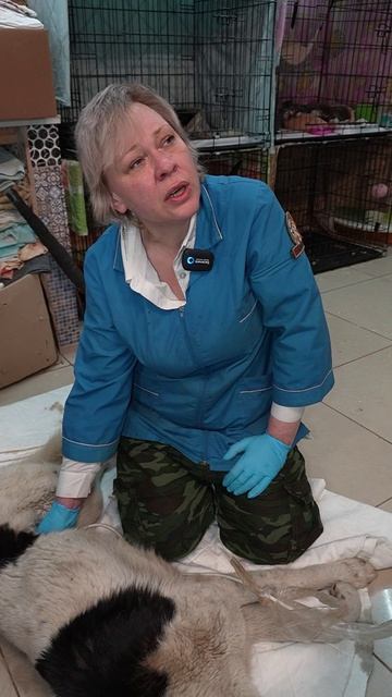 Пёс Север с улиц Смоленска: диагностика, лечение и надежда на выздоровление