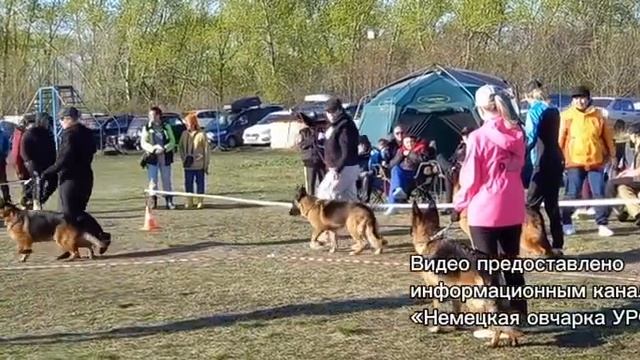 РАБОЧИЙ СУКИ / КЧК ЧЕЛЯБИНСК 2 мая`26 И.Герлеман Моно немецких овчарок